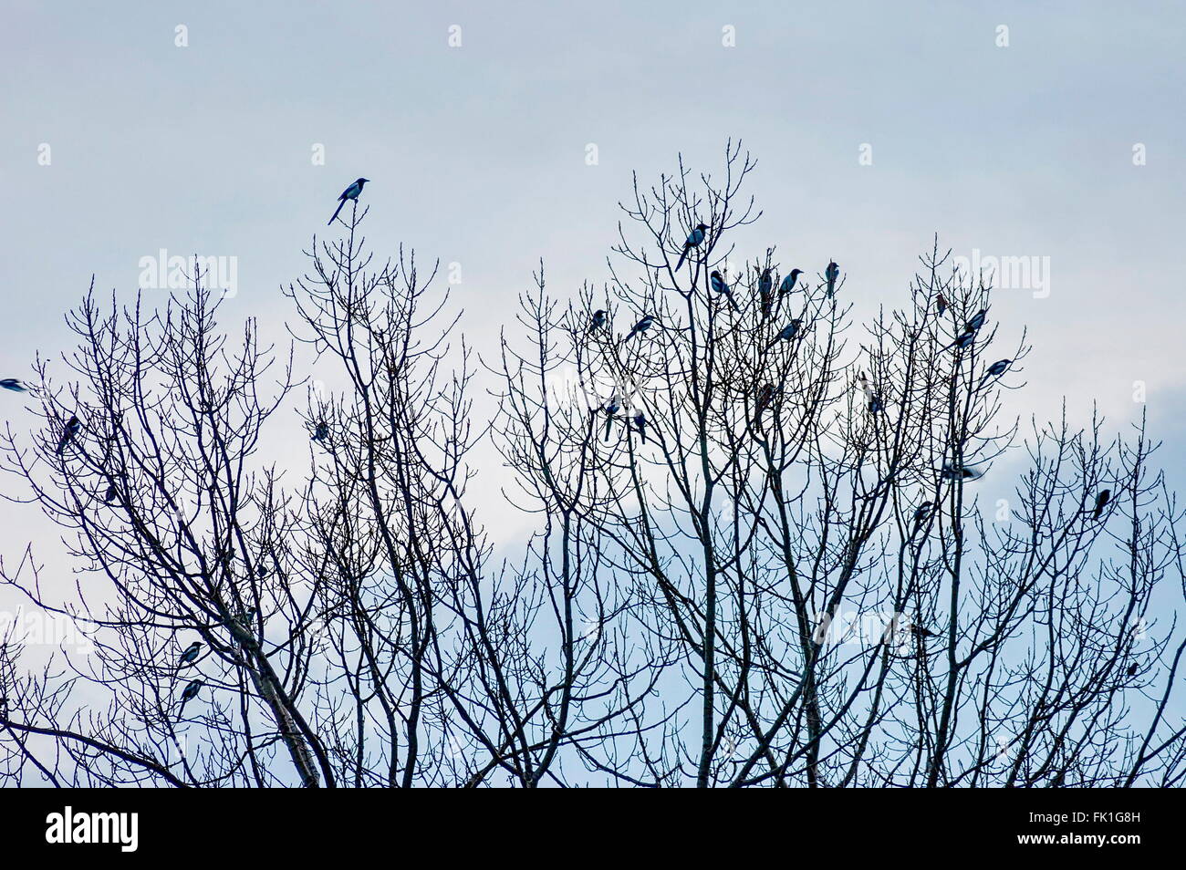 Flight magpie at tree in winter Stock Photo - Alamy