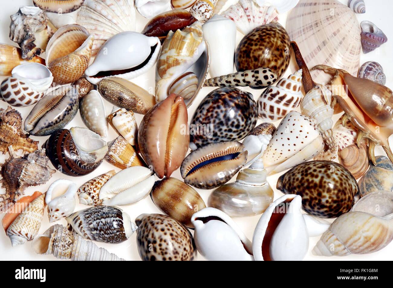 Sea shells in designs Stock Photo - Alamy