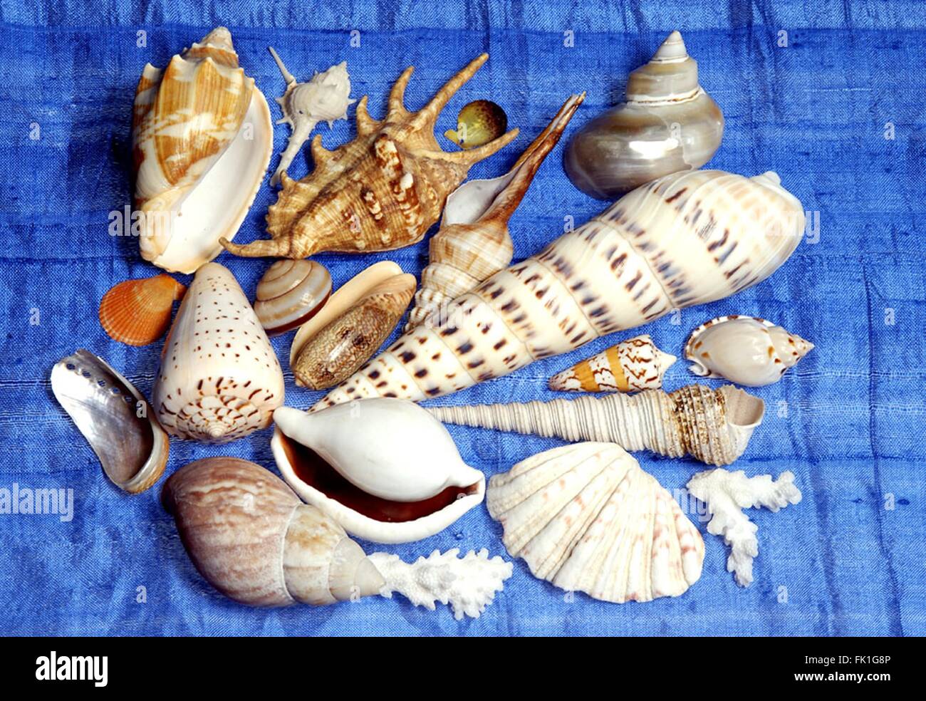 Sea shells in designs Stock Photo - Alamy