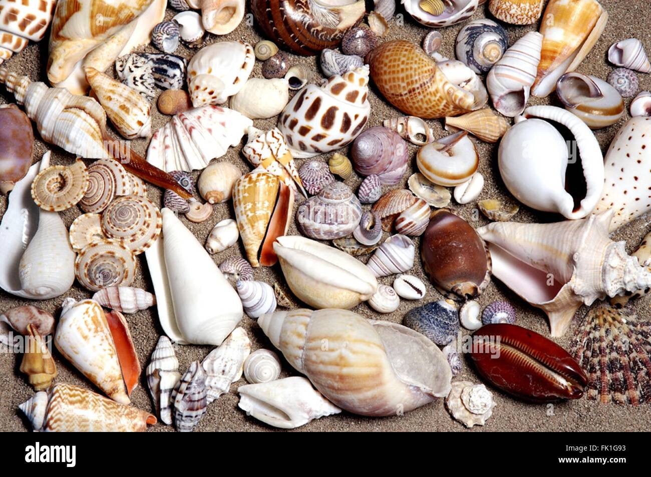 Sea shells in designs Stock Photo - Alamy