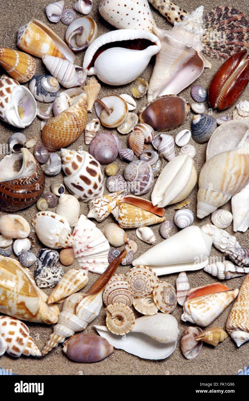Sea shells in designs Stock Photo - Alamy