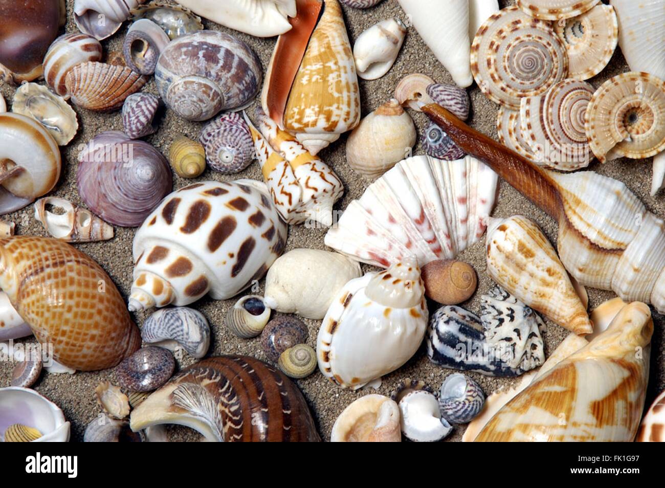 Sea shells in designs Stock Photo - Alamy