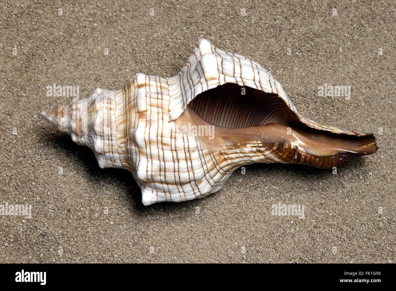 Sea shells in designs Stock Photo - Alamy