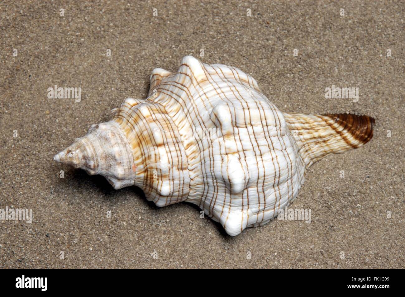 Sea shells in designs Stock Photo - Alamy