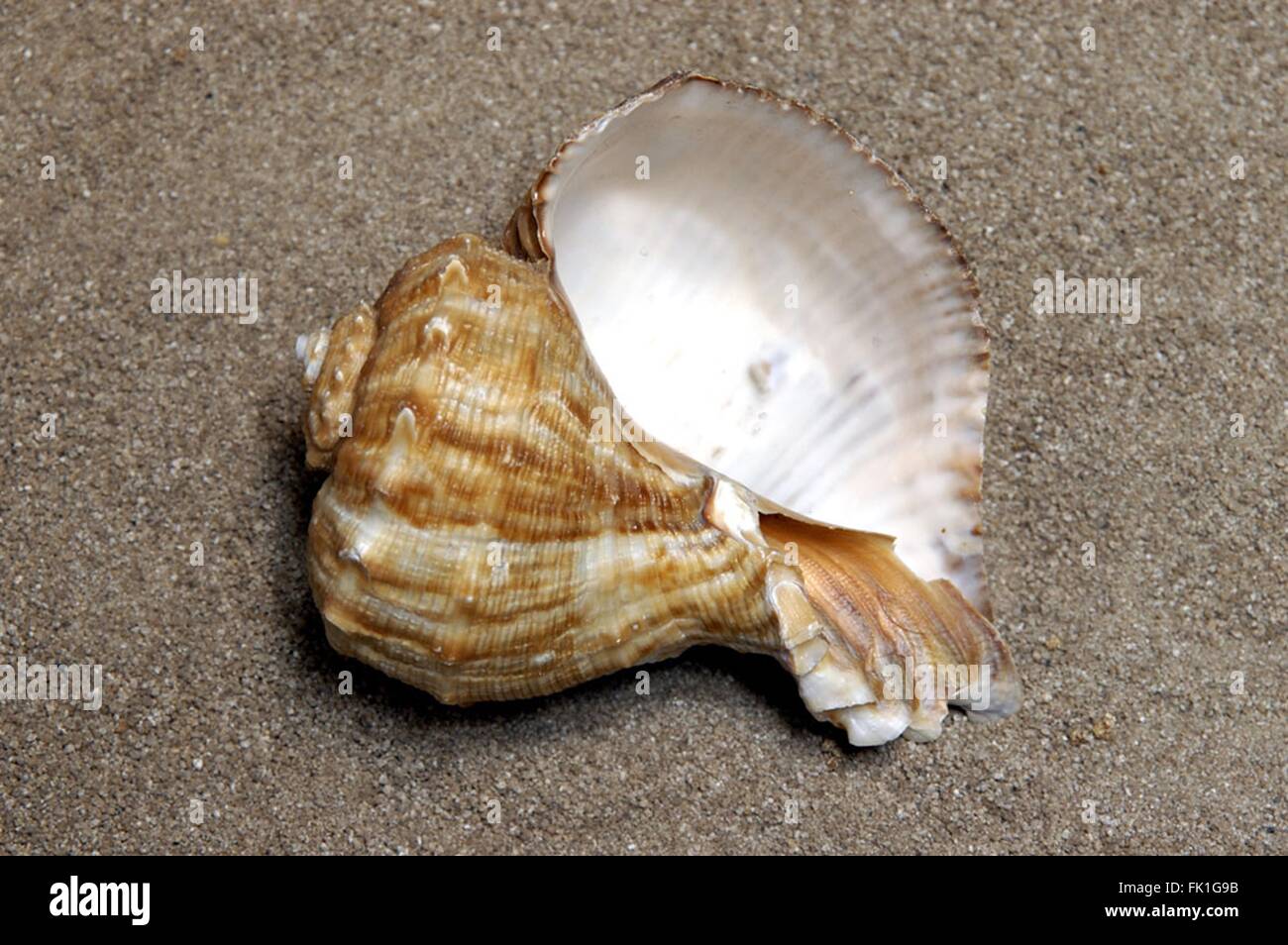 Sea shells in designs Stock Photo - Alamy