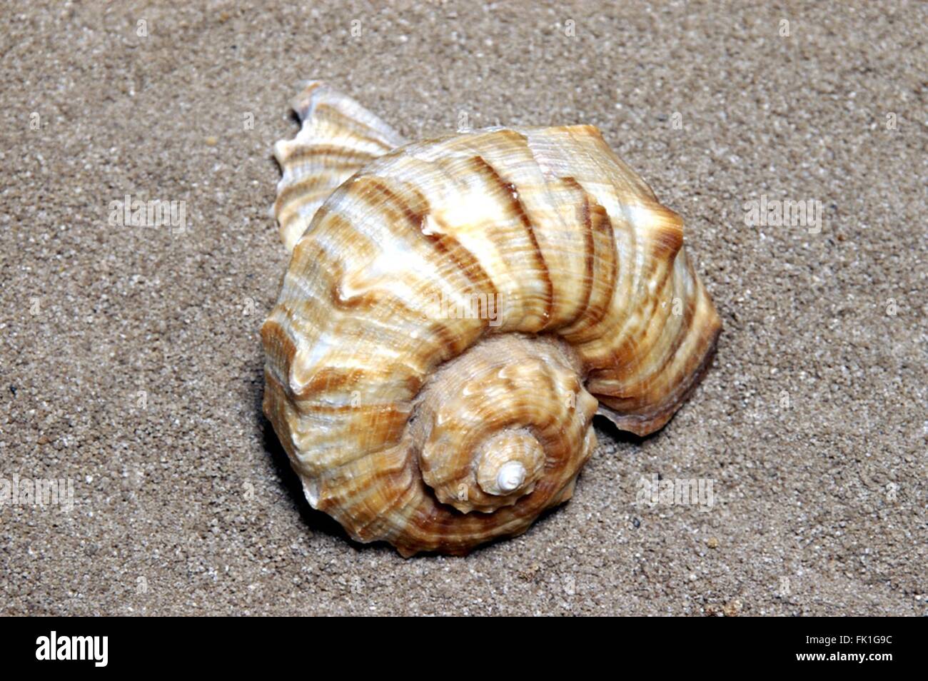 Sea shells in designs Stock Photo - Alamy