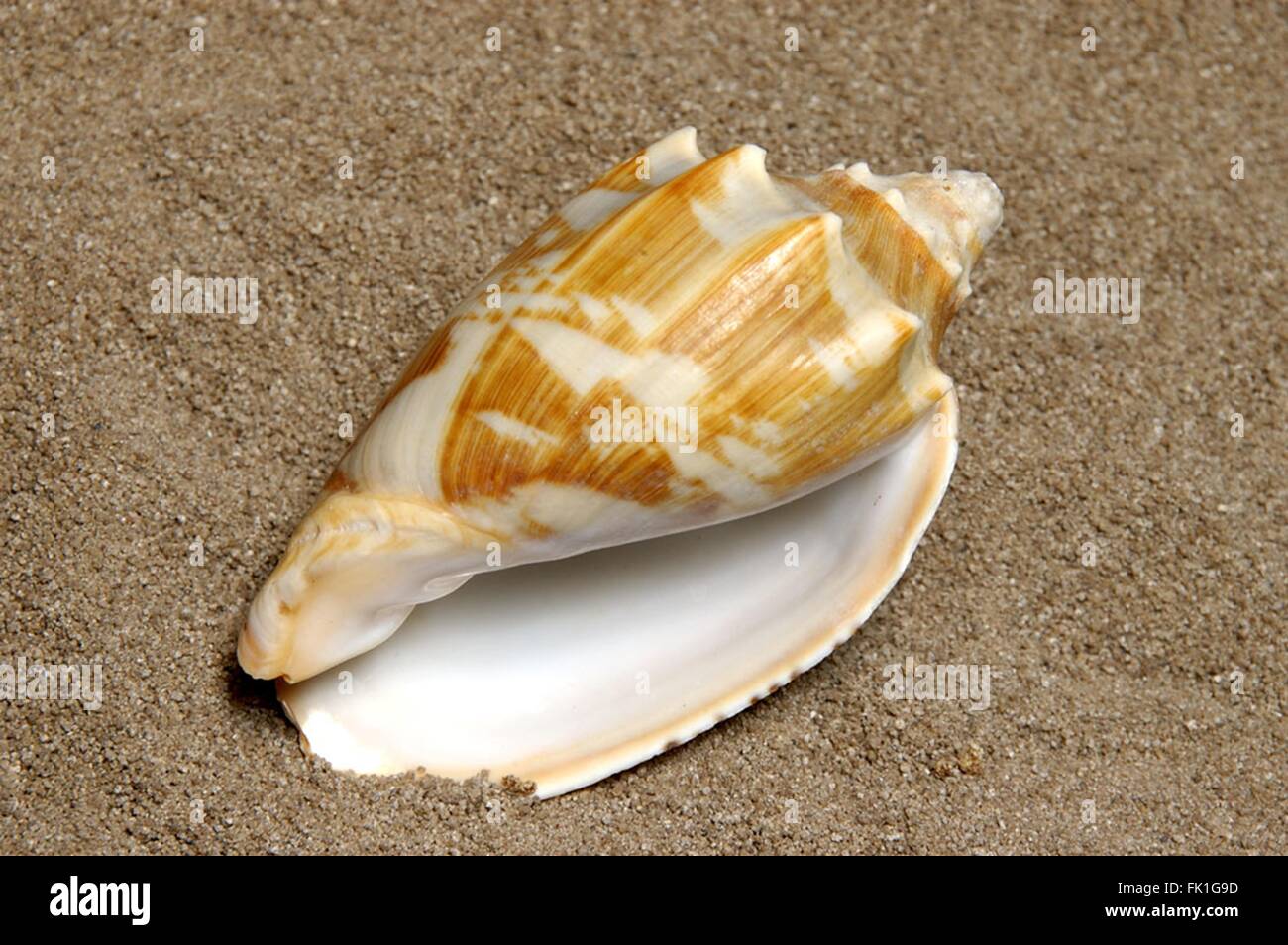 Sea shells in designs Stock Photo - Alamy