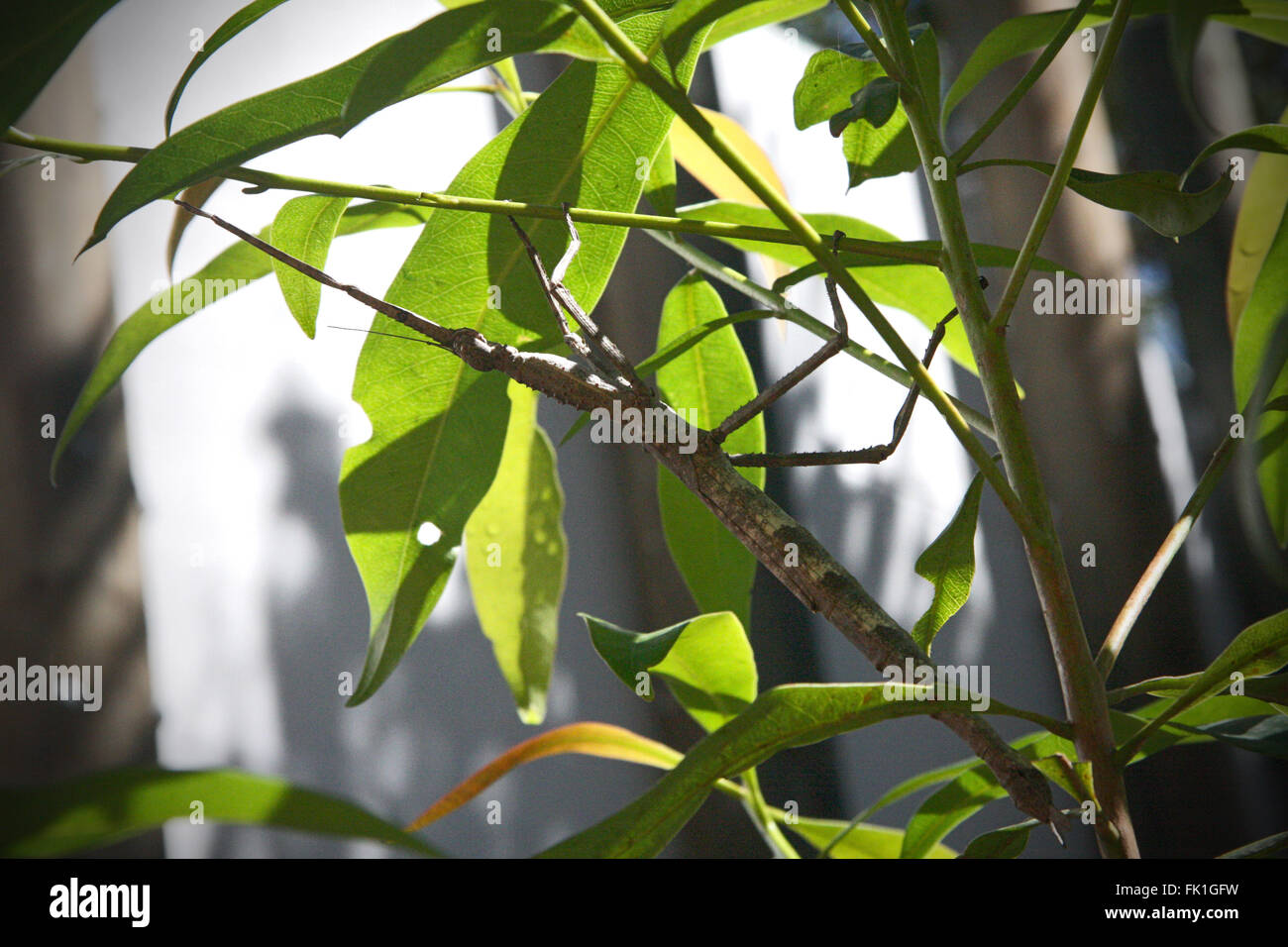stick insect in a tree, in Australia, camouflaged Stock Photo - Alamy