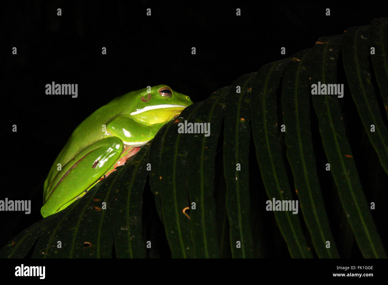Tree frog on palm hi-res stock photography and images - Alamy