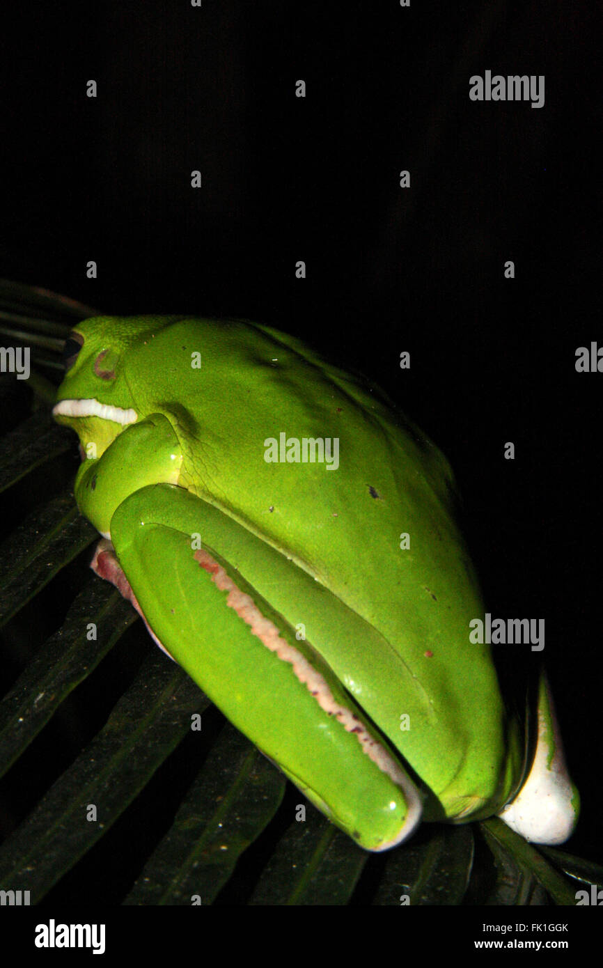 Green white lipped tree frog on Palm Leaf, in the wild, Australia ...