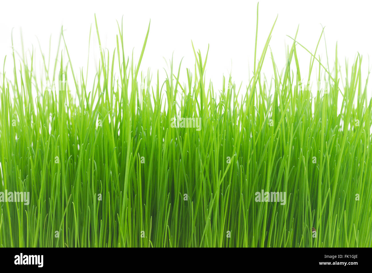 Fresh green grass Stock Photo - Alamy