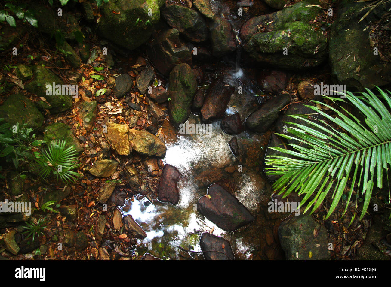 tranquil tropical forest, Daintree Rainforest, Australia, running river ...