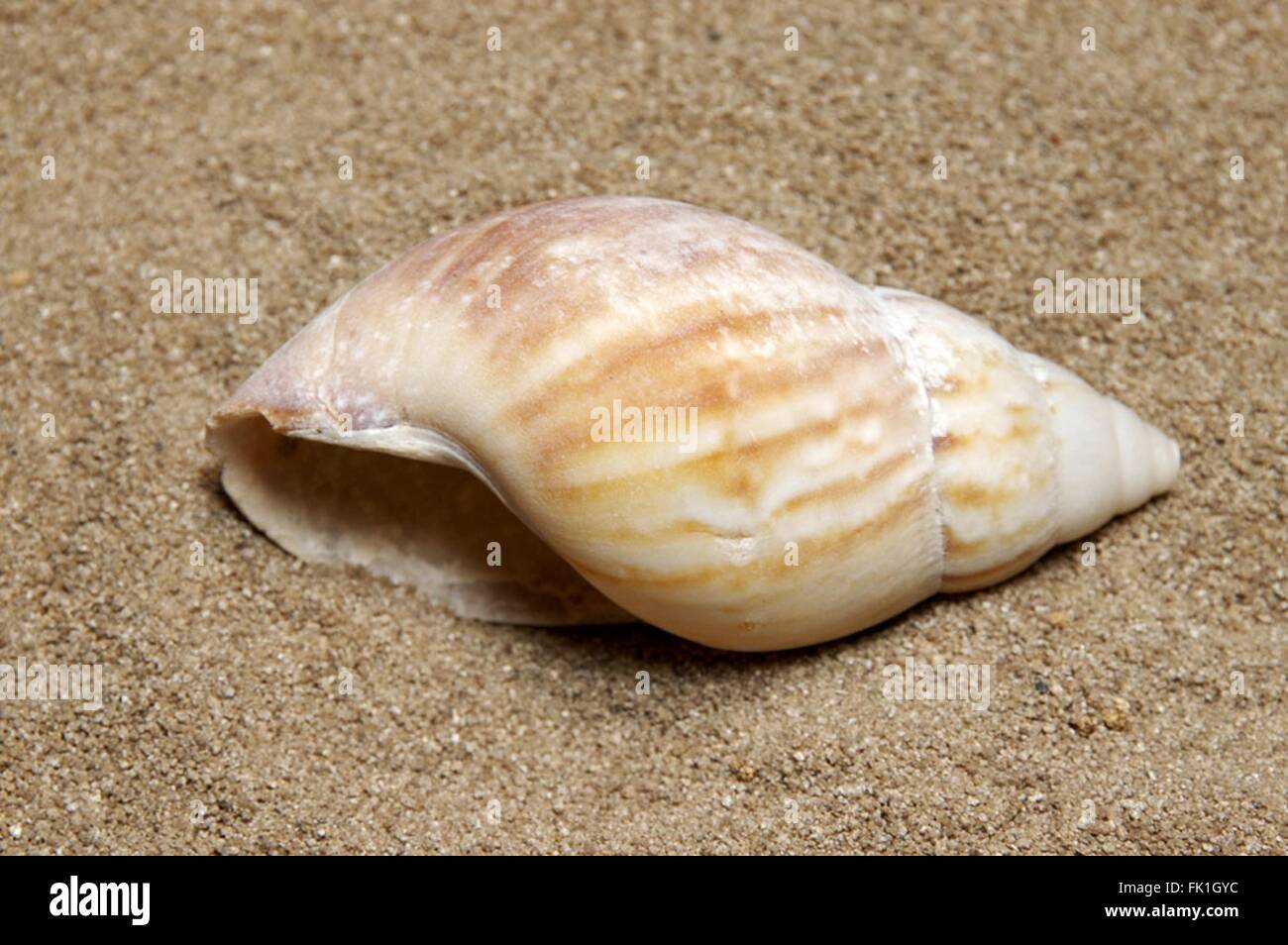 Sea shells in designs Stock Photo - Alamy