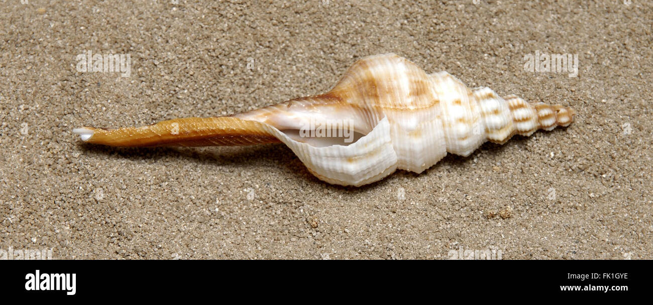 Designs in shells hi-res stock photography and images - Alamy