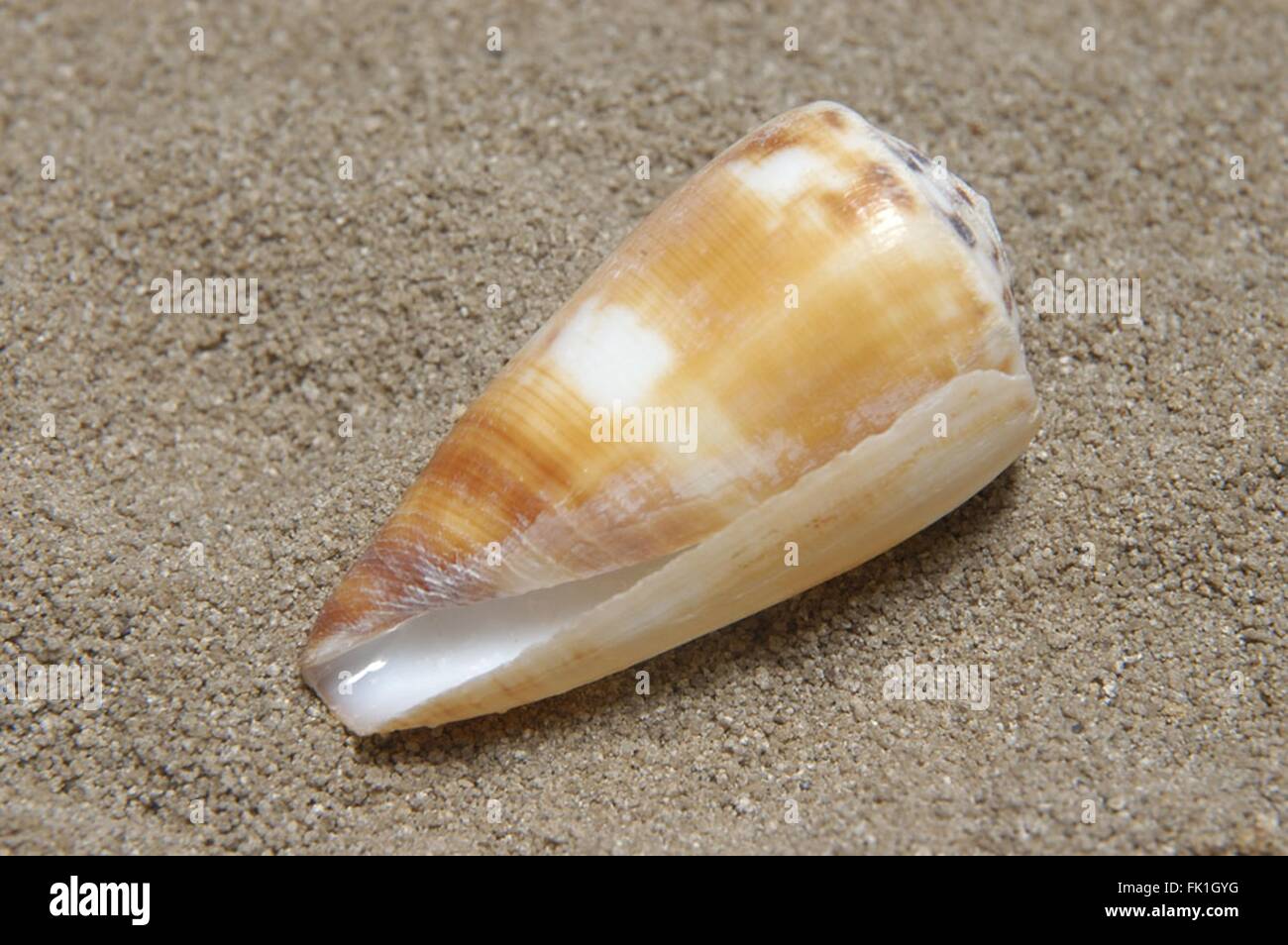 Sea shells in designs Stock Photo - Alamy
