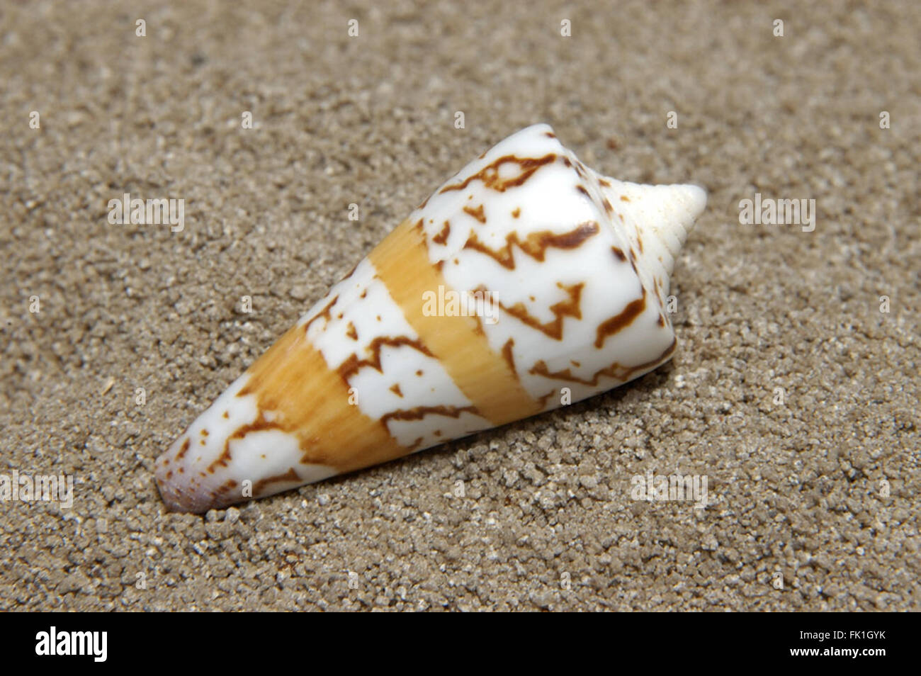 Sea shells in designs Stock Photo - Alamy
