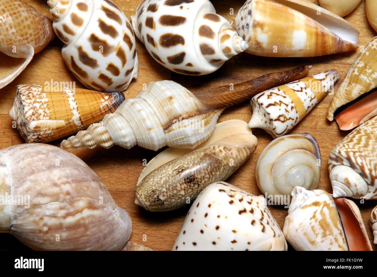 Sea shells in designs Stock Photo - Alamy