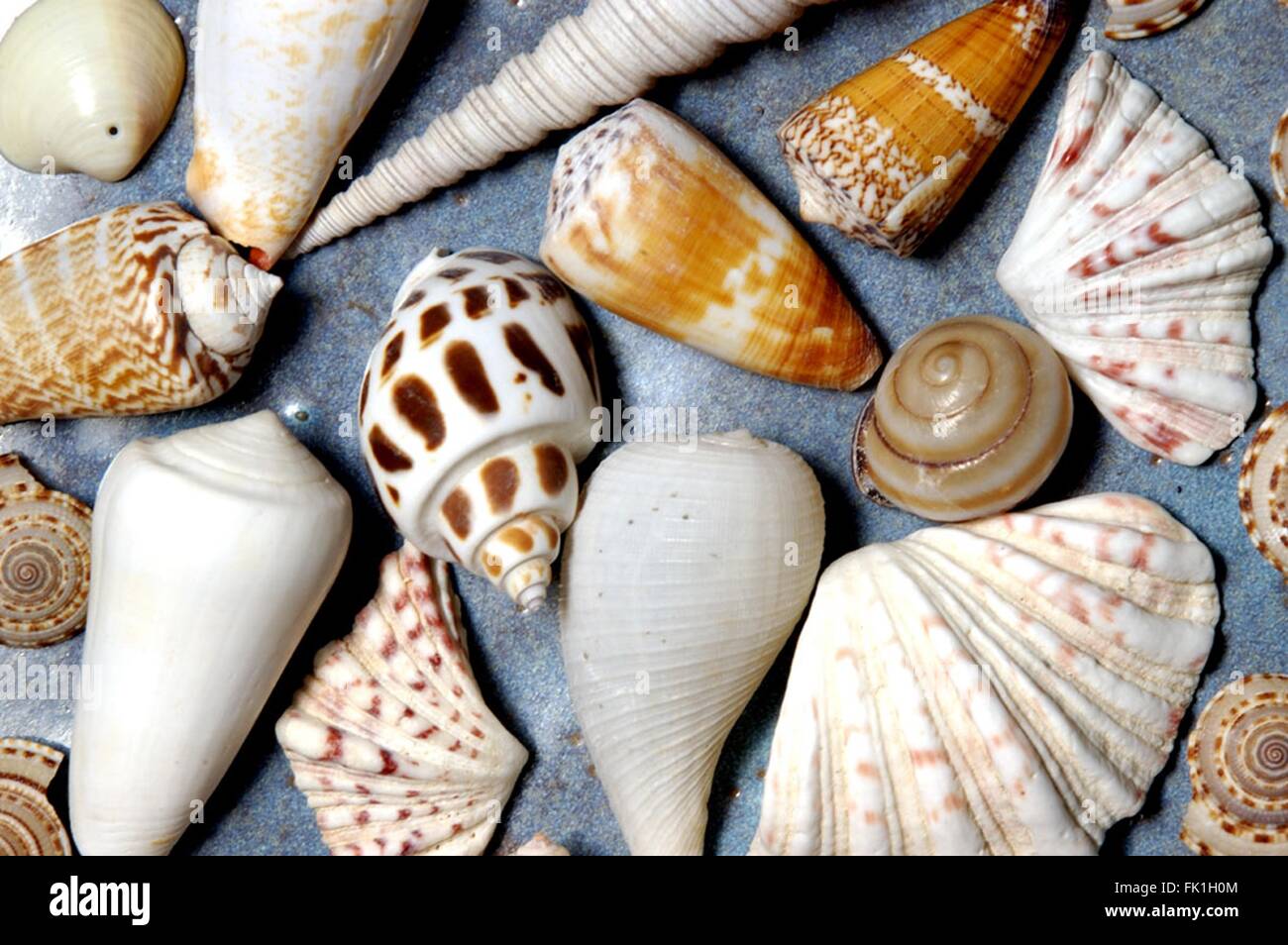 Sea shells in designs Stock Photo - Alamy