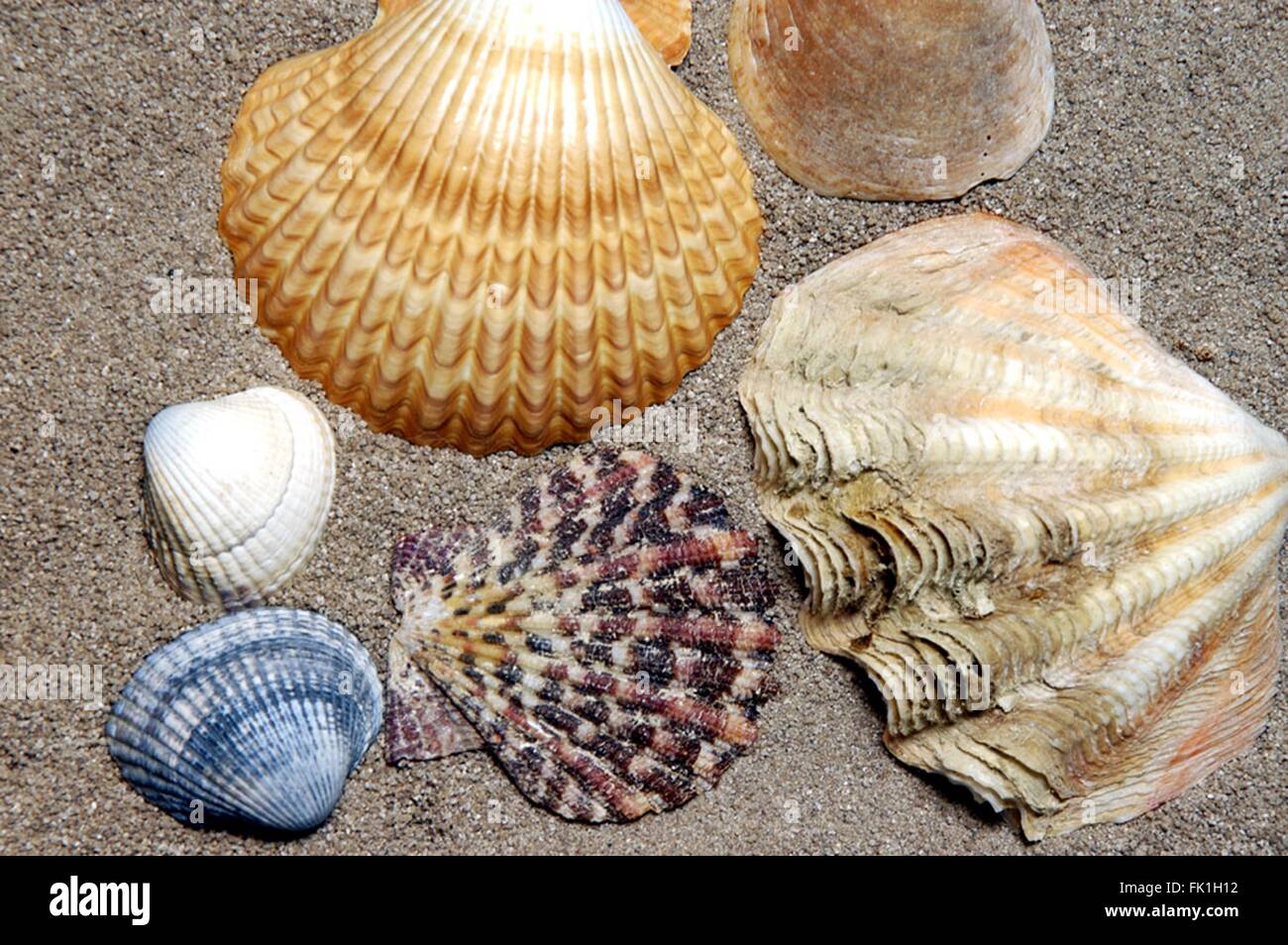 Sea shells in designs Stock Photo - Alamy