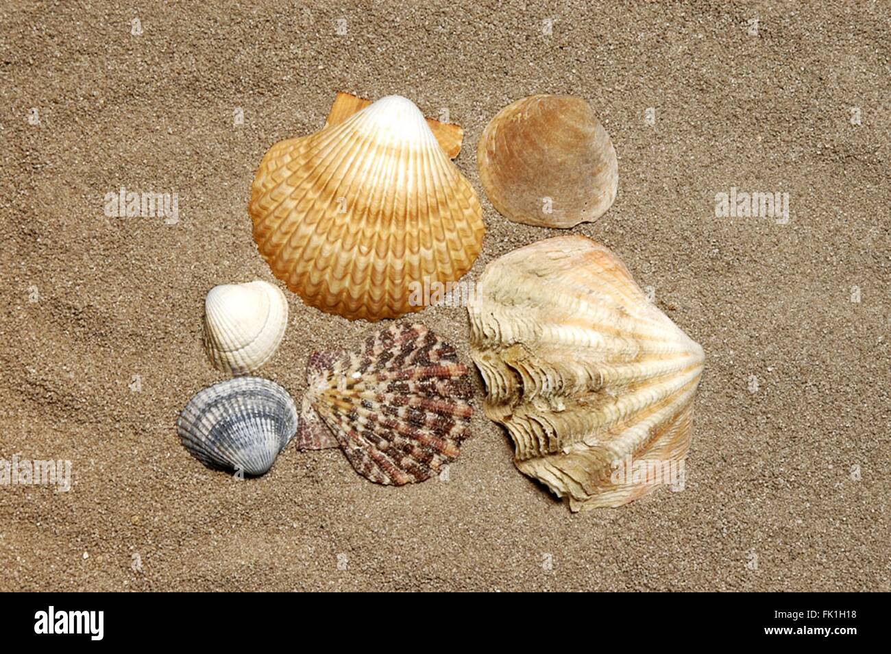 Sea shells in designs Stock Photo - Alamy