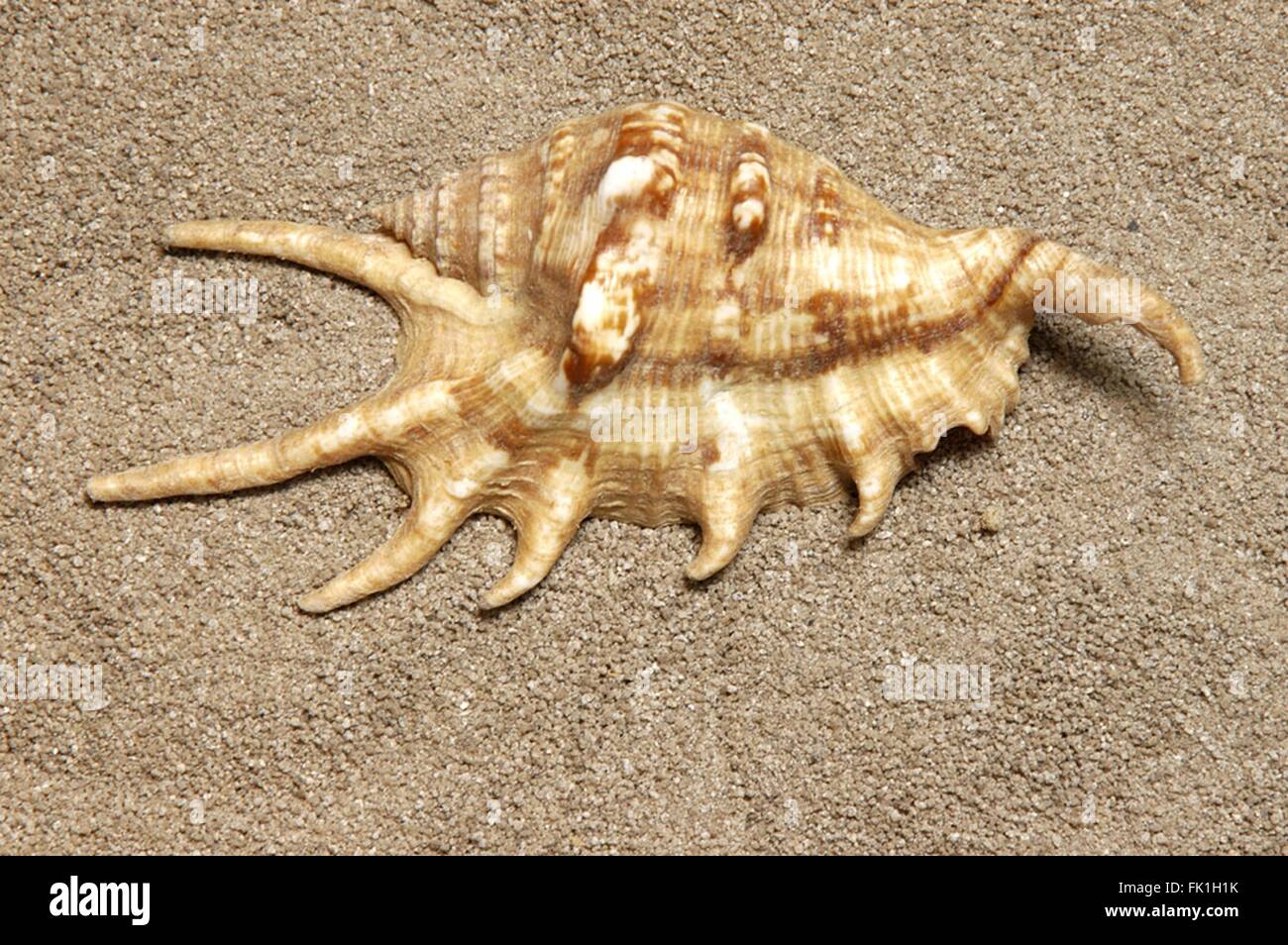 Sea shells in designs Stock Photo - Alamy