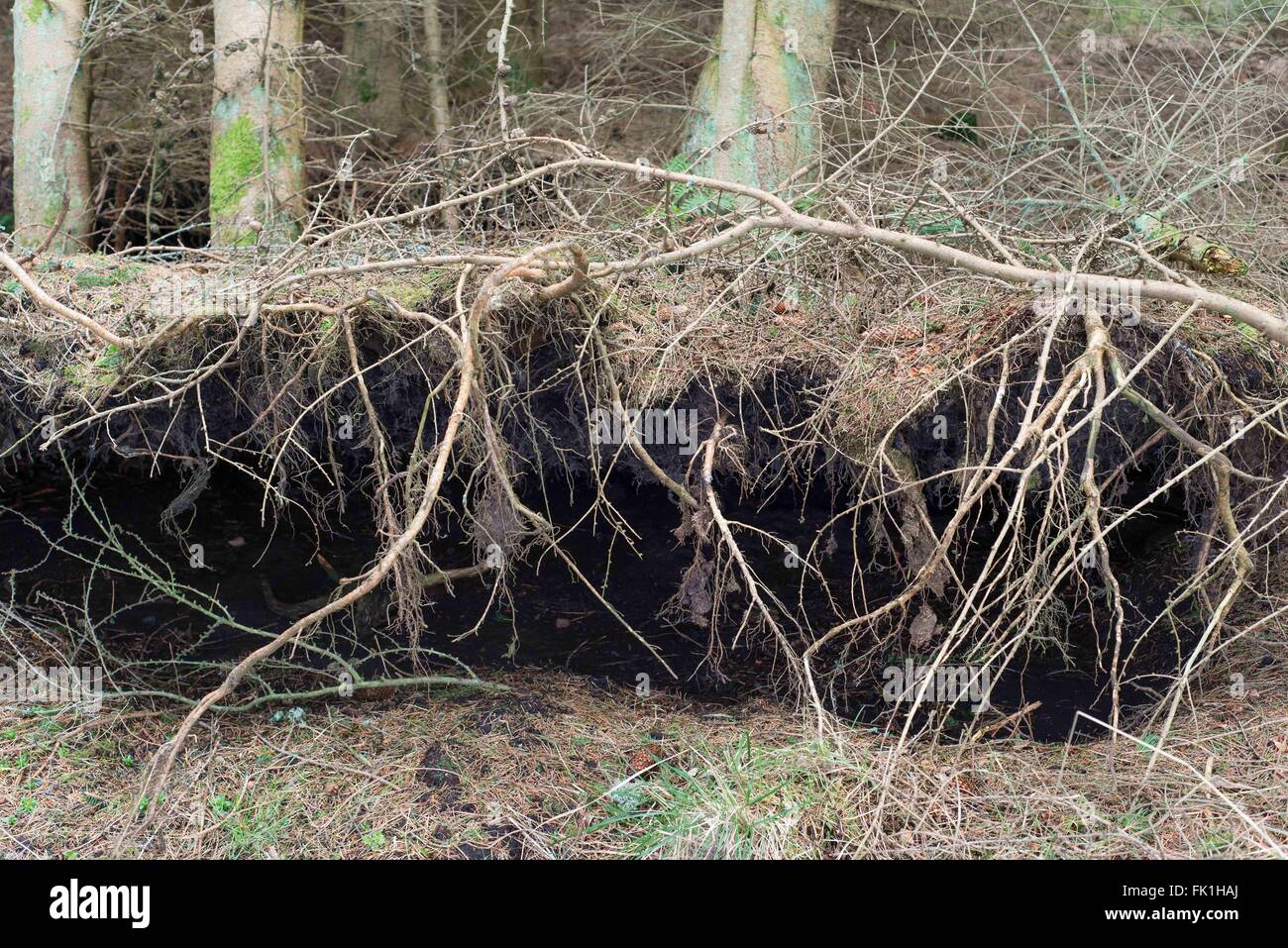 Weak roots hi-res stock photography and images - Alamy