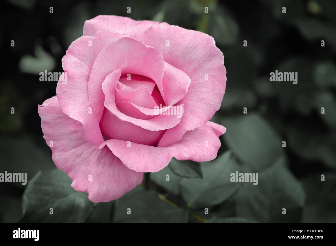 Bold pink color hi-res stock photography and images - Alamy