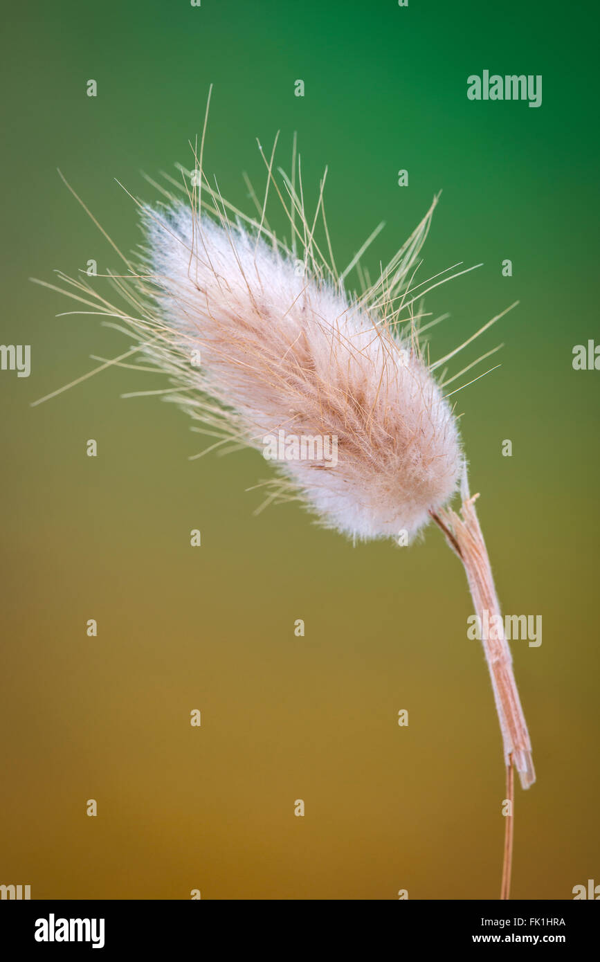 Bunny ear plants hi-res stock photography and images - Alamy