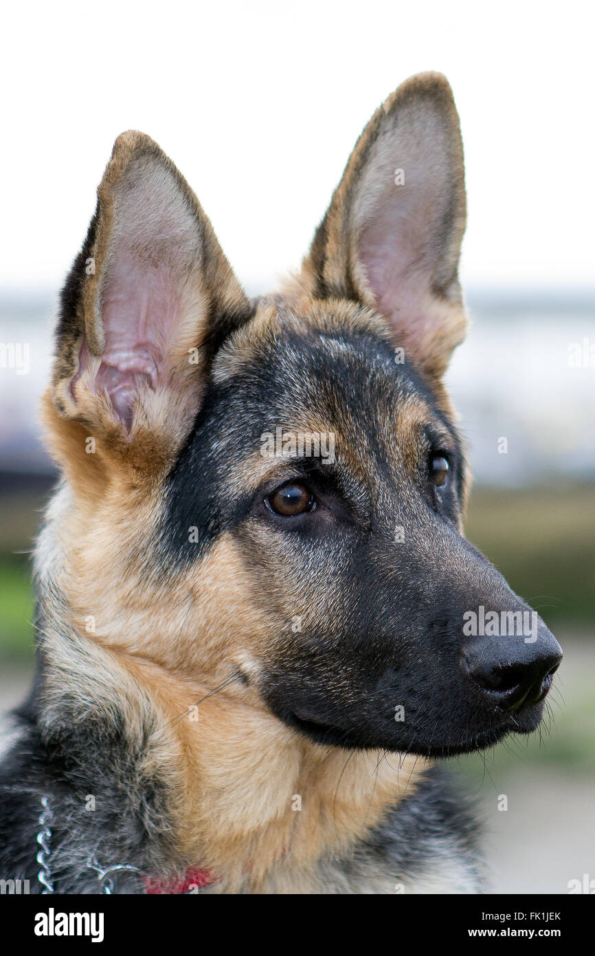 German Shepherd Alsatian Puppy close up head shot Stock Photo - Alamy