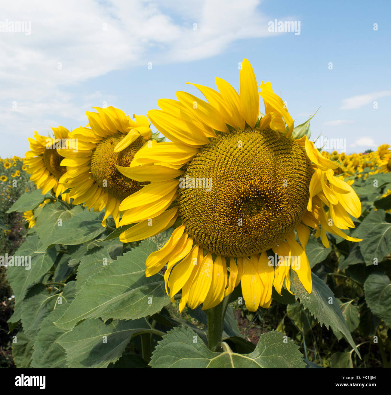 Three sunflowers in a row hi-res stock photography and images - Alamy