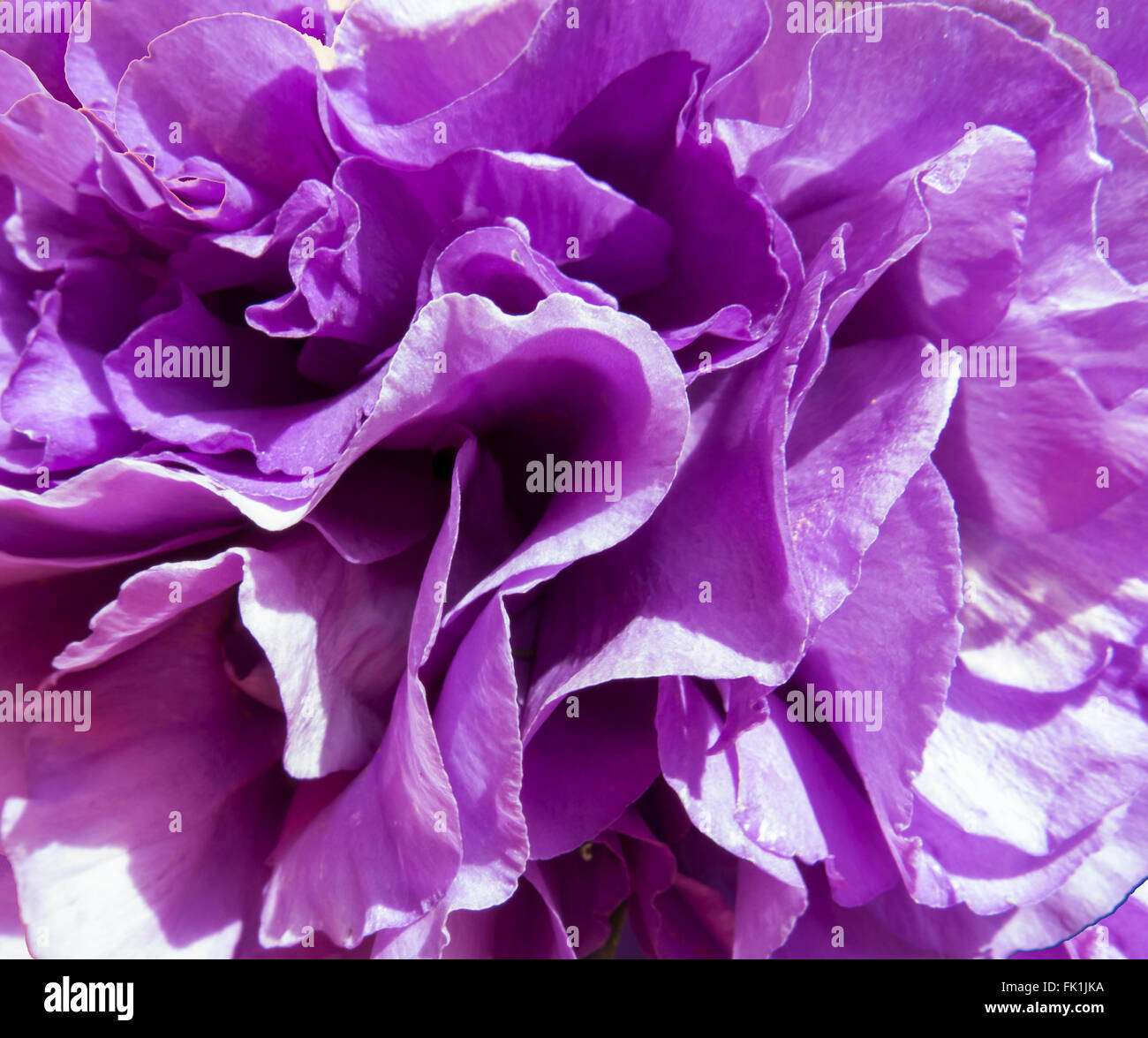 The purple petals of the flower form a beautiful natural background ...