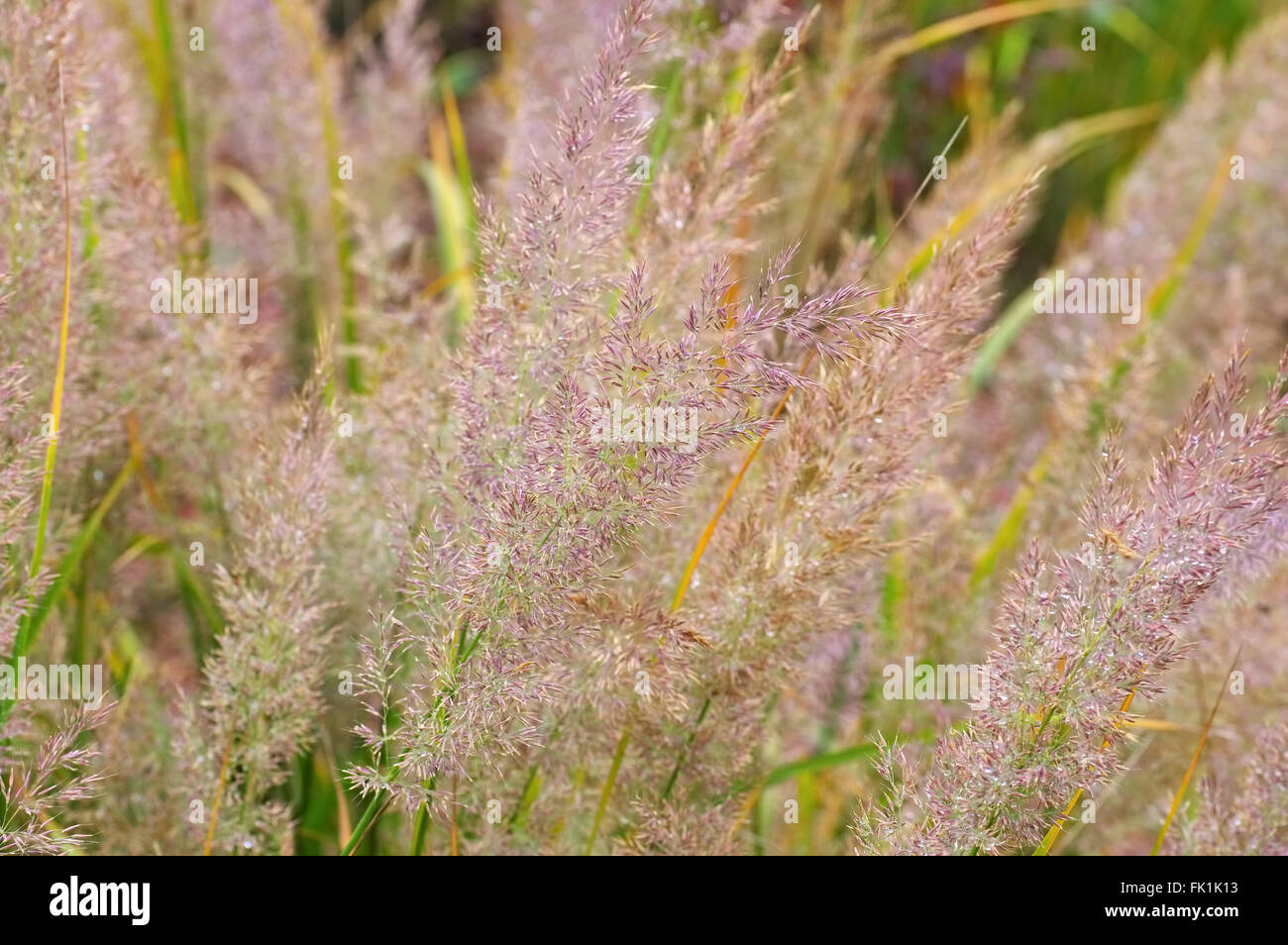 Diamantgras im Herbst - Calamagrostis brachytricha ornamental grass in ...