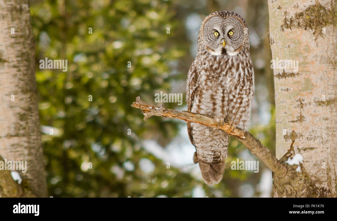 A lone Owl in a tree in winter Stock Photo - Alamy