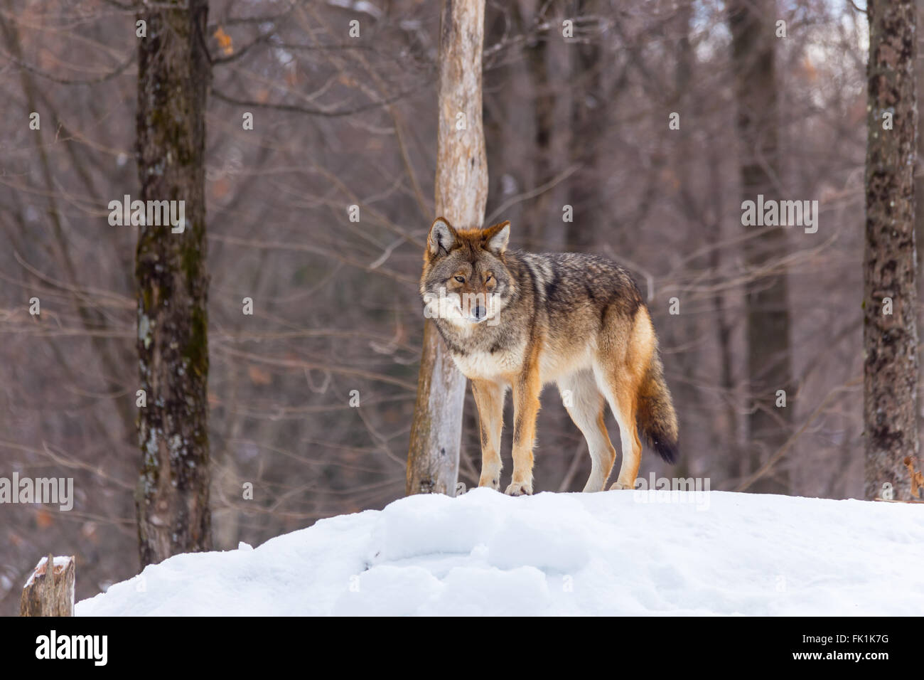 Beast of the forest hi-res stock photography and images - Alamy
