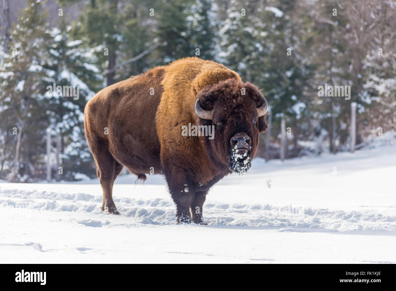 American Field Buffalo in winter Stock Photo - Alamy