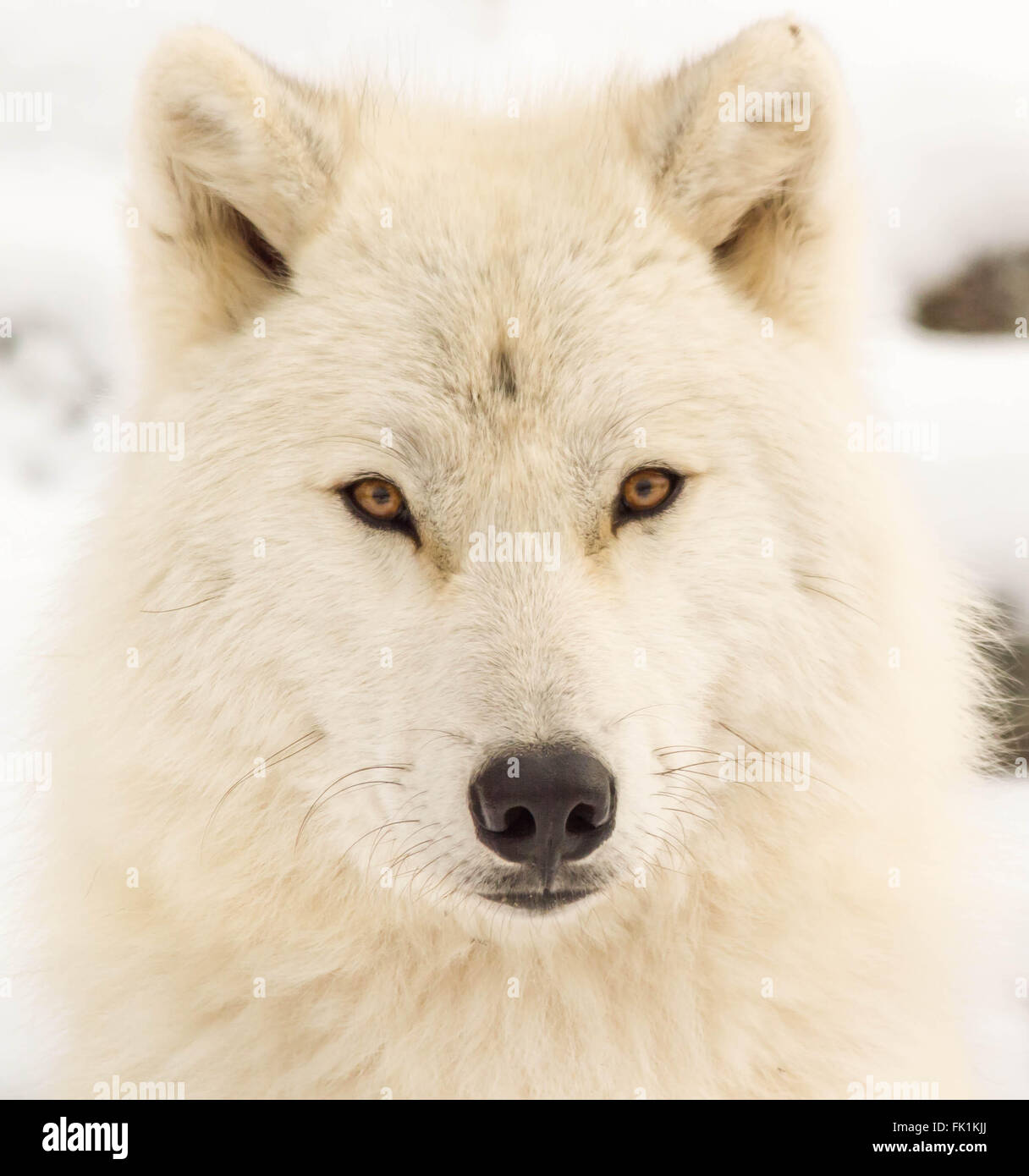 A lone Arctic Wolf in winter Stock Photo - Alamy