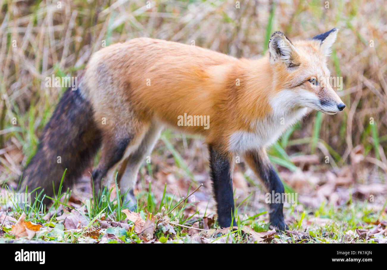 Yellowstone winter red fox hi-res stock photography and images - Alamy
