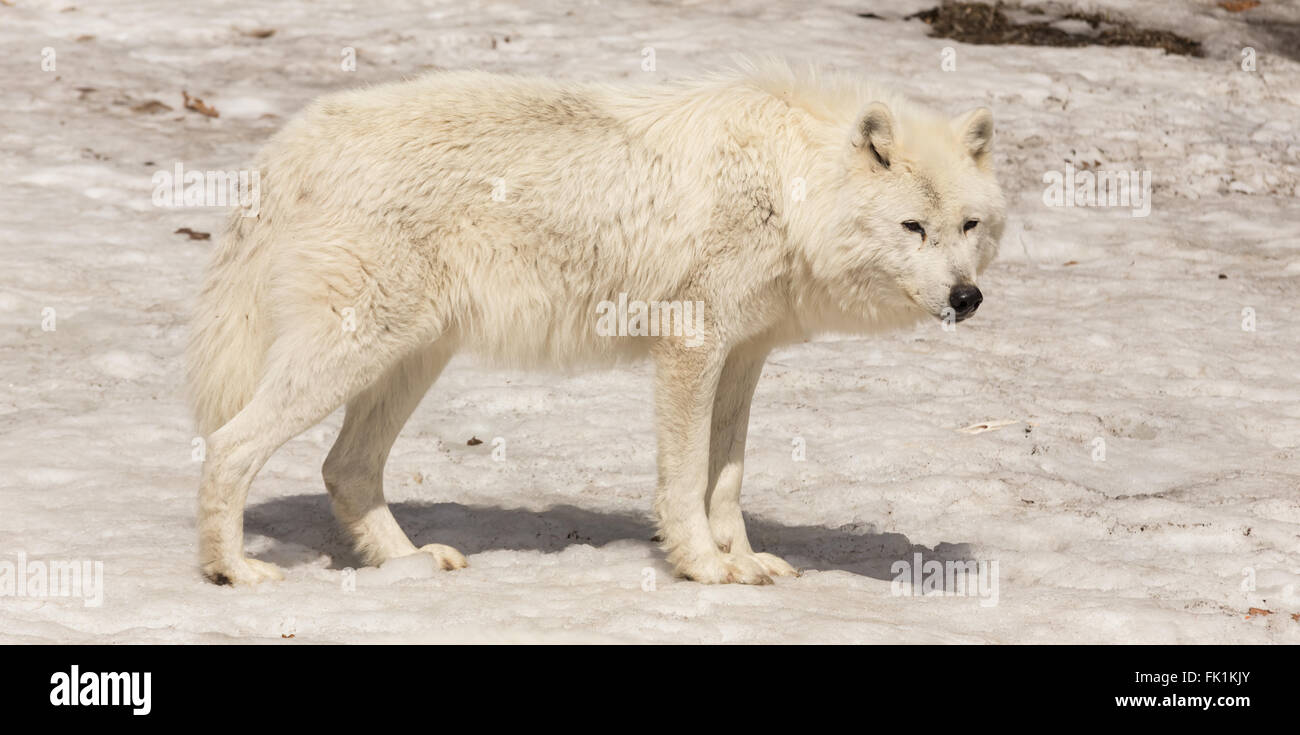 A lone Arctic Wolf in winter Stock Photo - Alamy