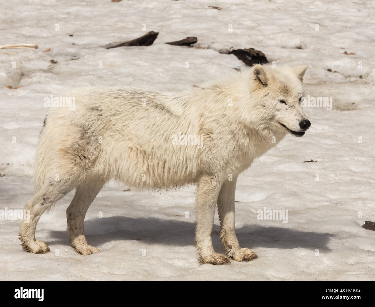 A lone Arctic Wolf in winter Stock Photo - Alamy
