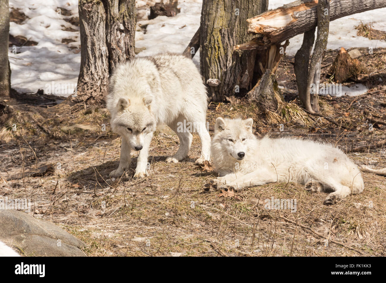 A lone Arctic Wolf in winter Stock Photo - Alamy