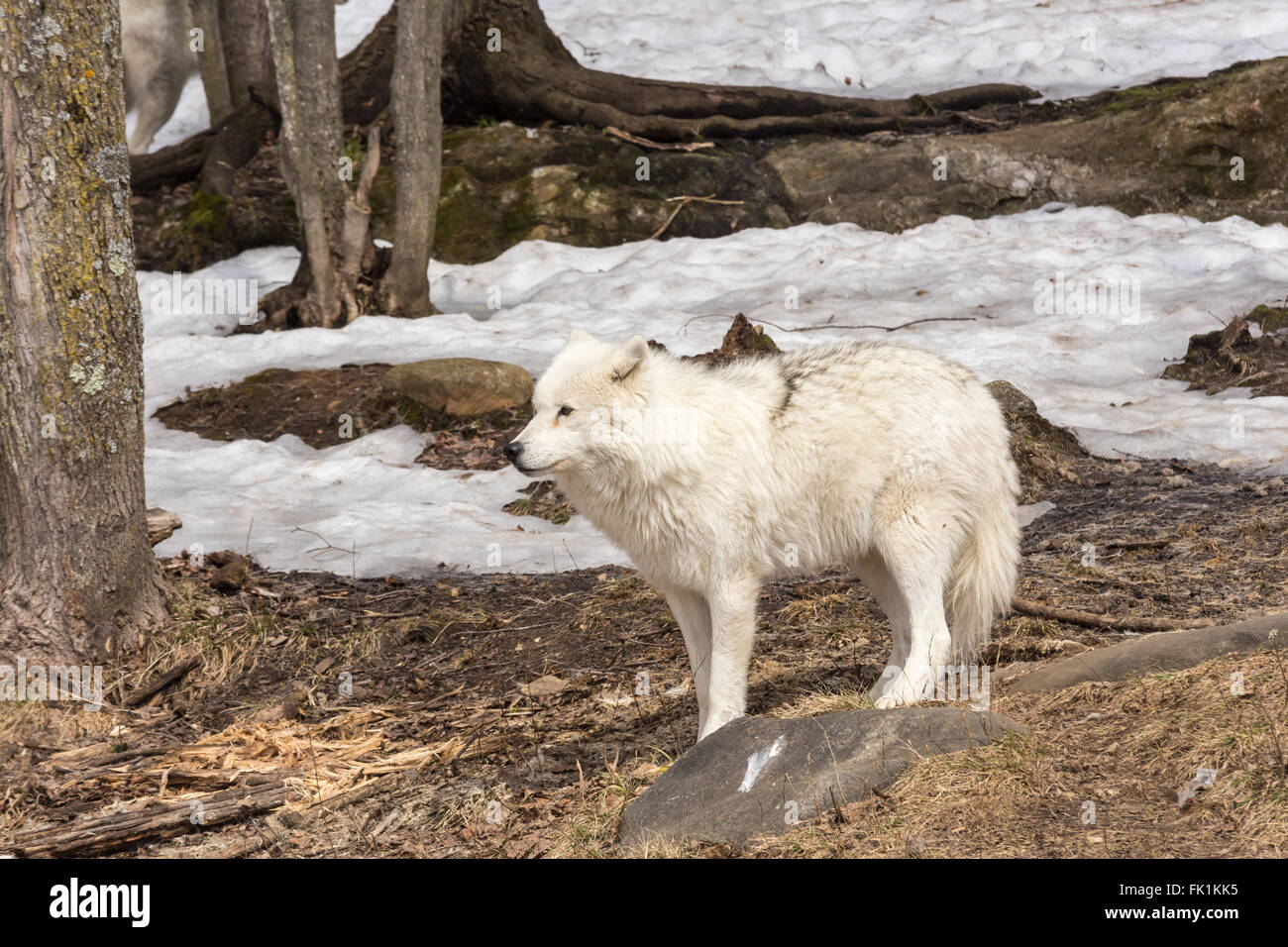 A lone Arctic Wolf in winter Stock Photo - Alamy