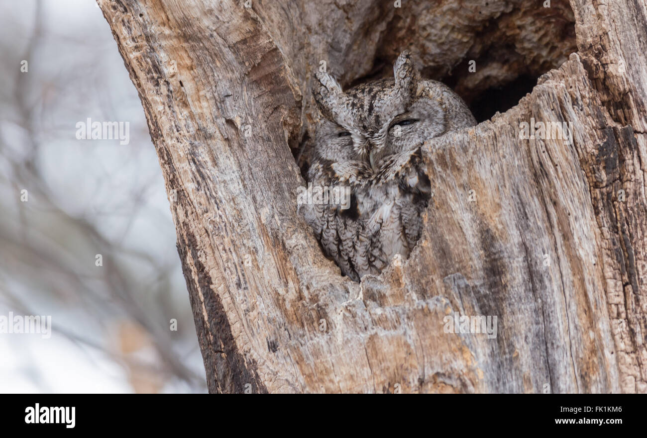 Owl in a tree hi-res stock photography and images - Alamy
