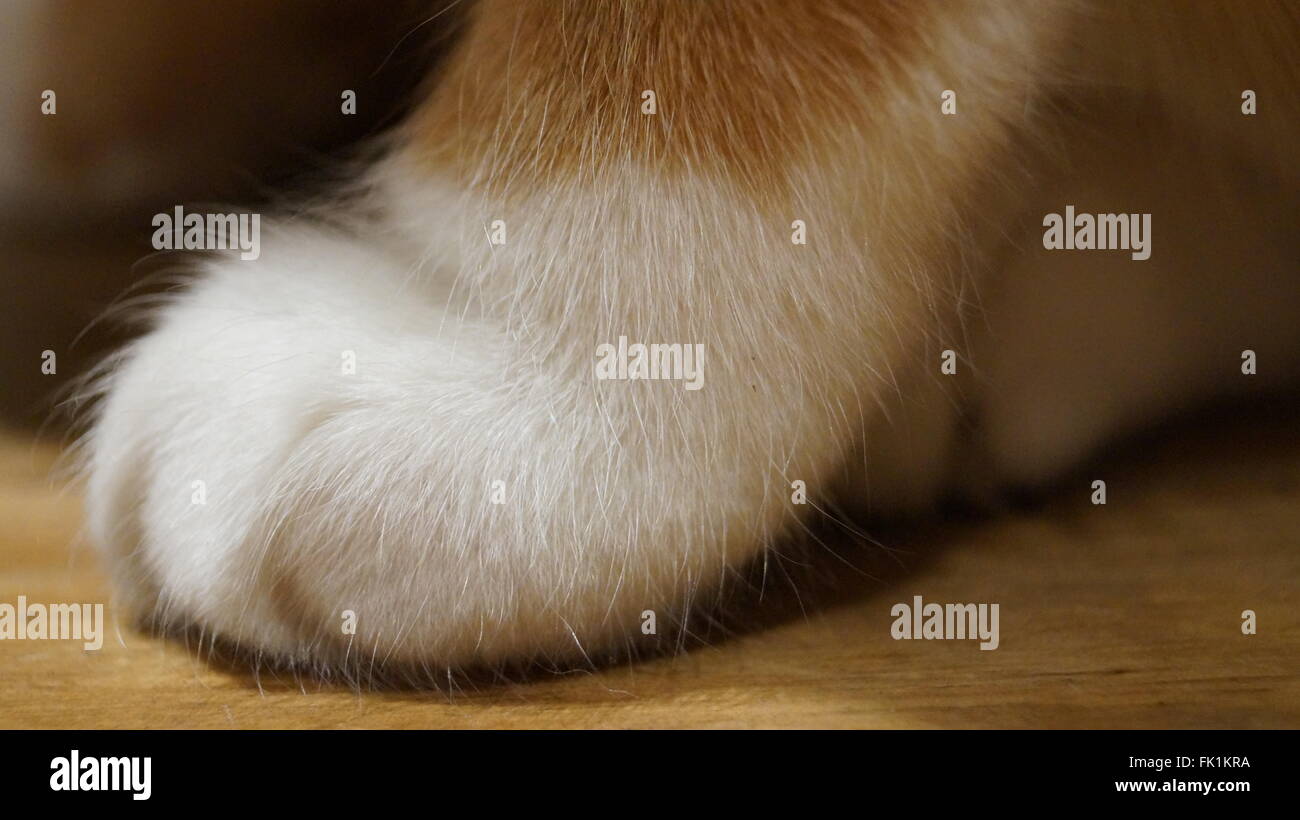 Tom cat left paw hi-res stock photography and images - Alamy