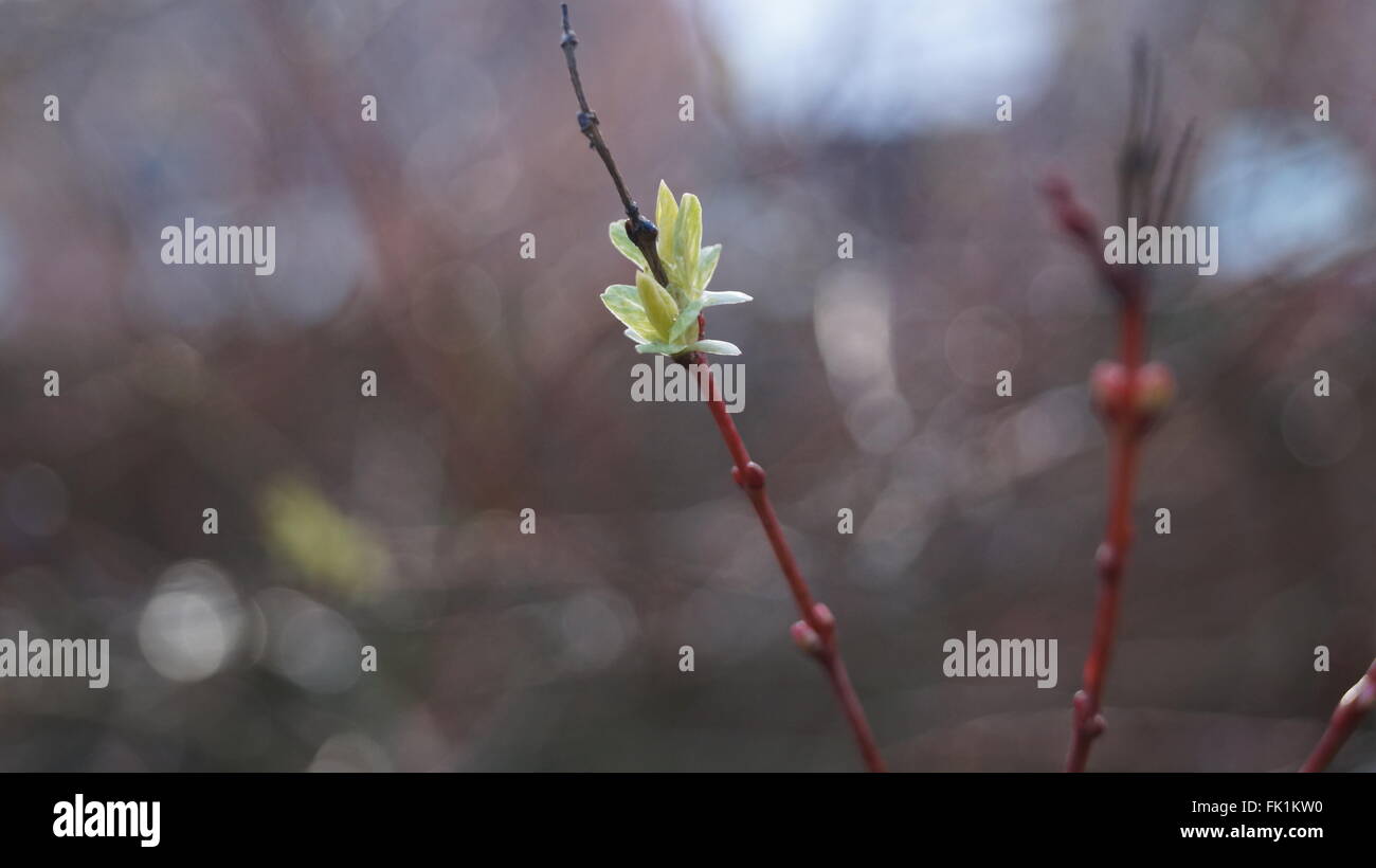 The last leaf to leave the tree hi-res stock photography and images - Alamy