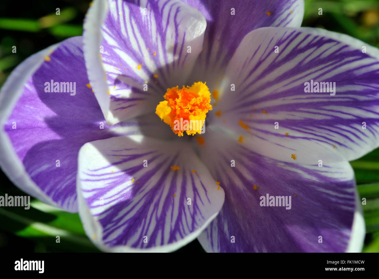 Pickwick gardens hi-res stock photography and images - Alamy