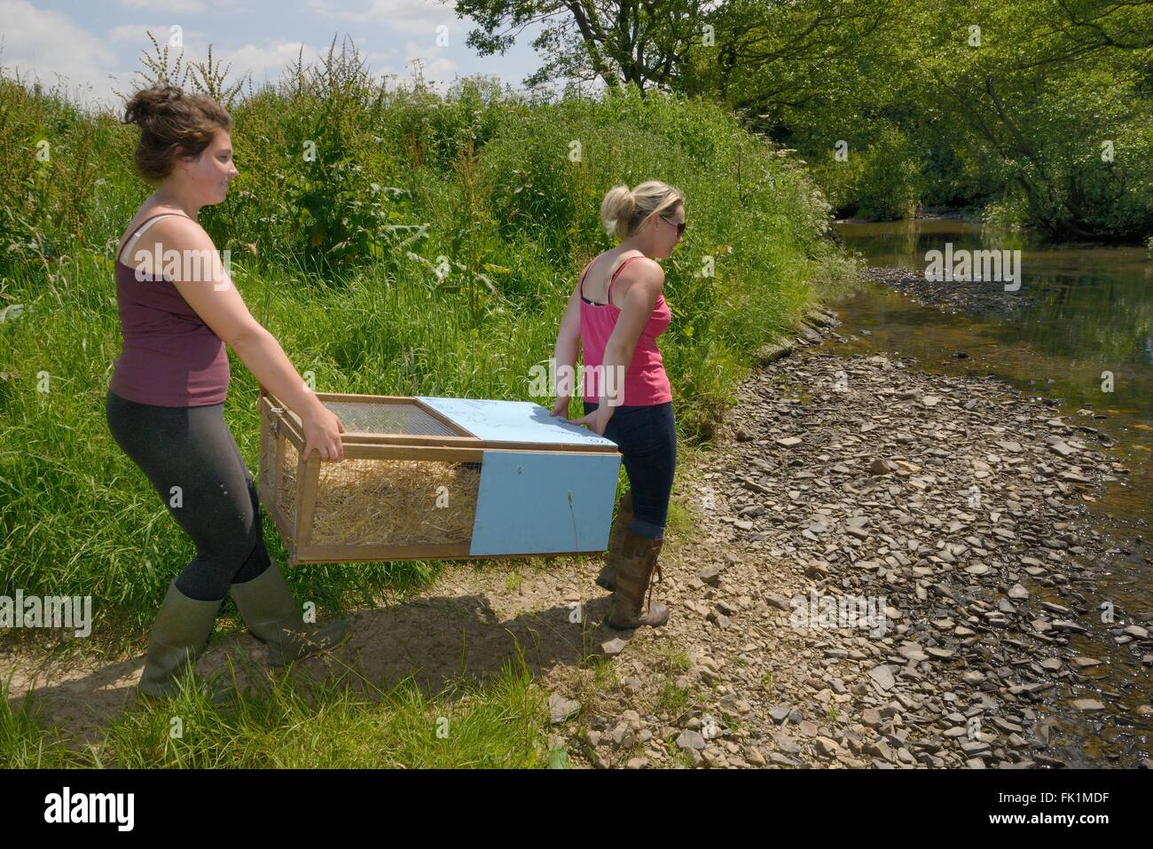 Soft release cage containing captive reared Water voles (Arvicola ...