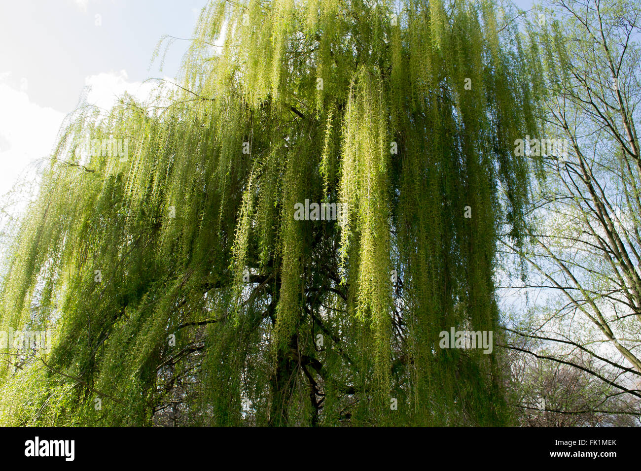 Babylon or weepig willow (salix babylonica) on the blue sky background ...