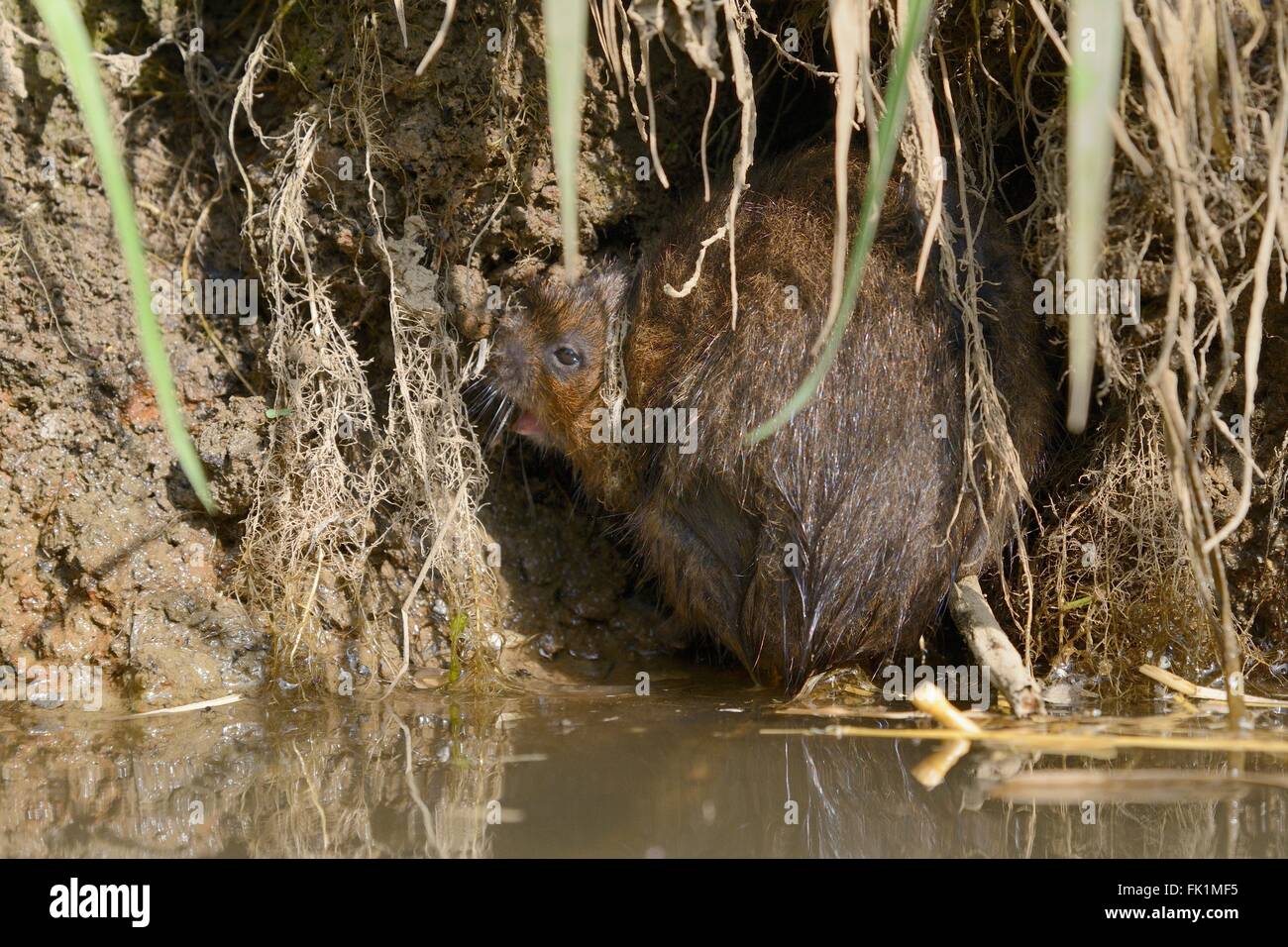 Water vole (Arvicola amphibius), using its teeth to burrow into a river ...