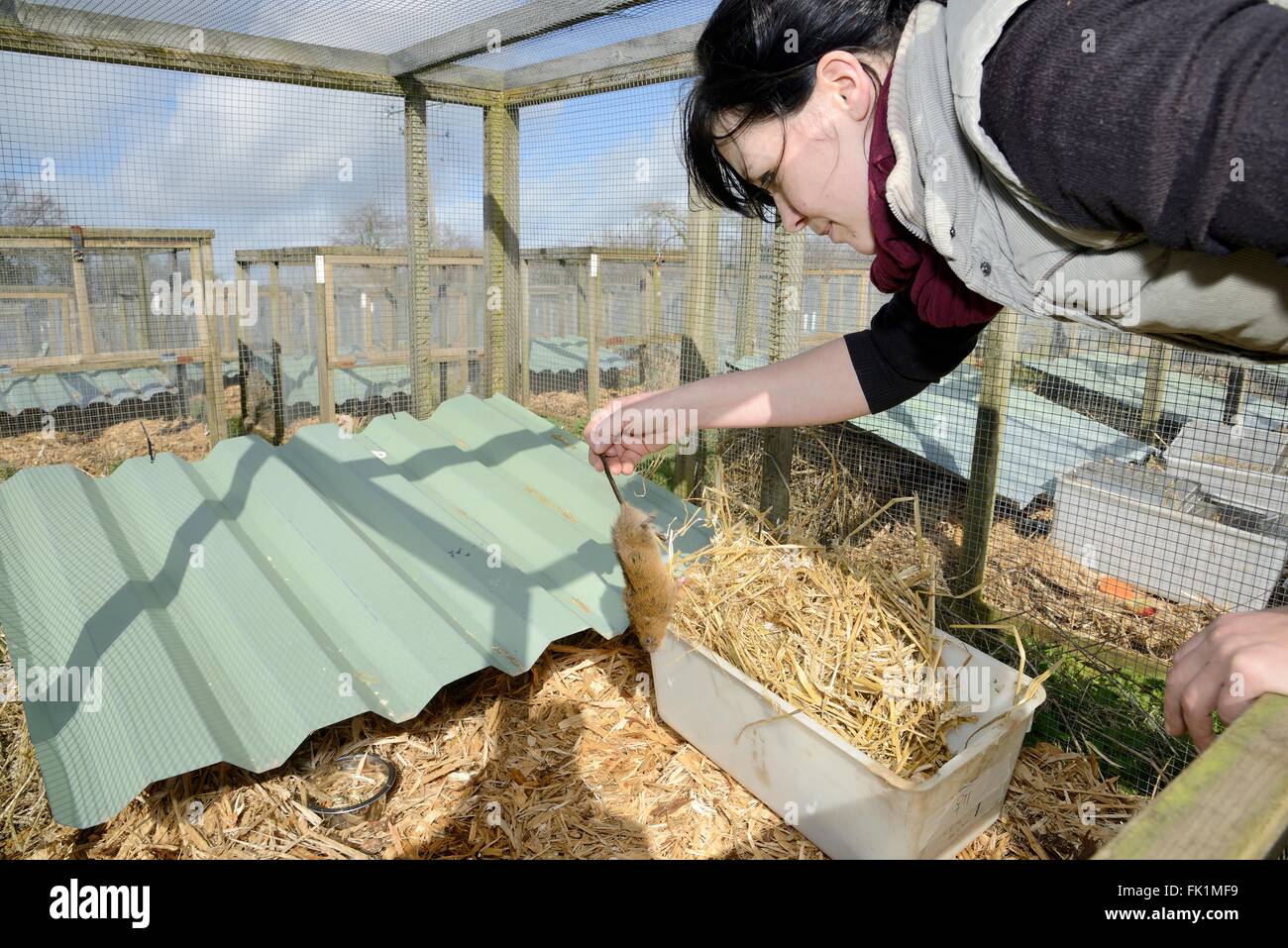 Water vole (Arvicola amphibius) released into a breeding cage, one of a ...
