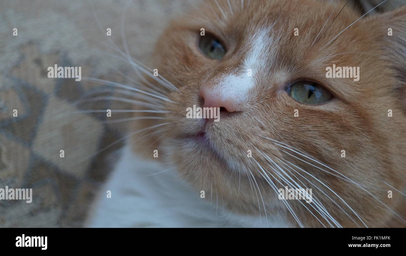 Close up of cat's face Stock Photo - Alamy